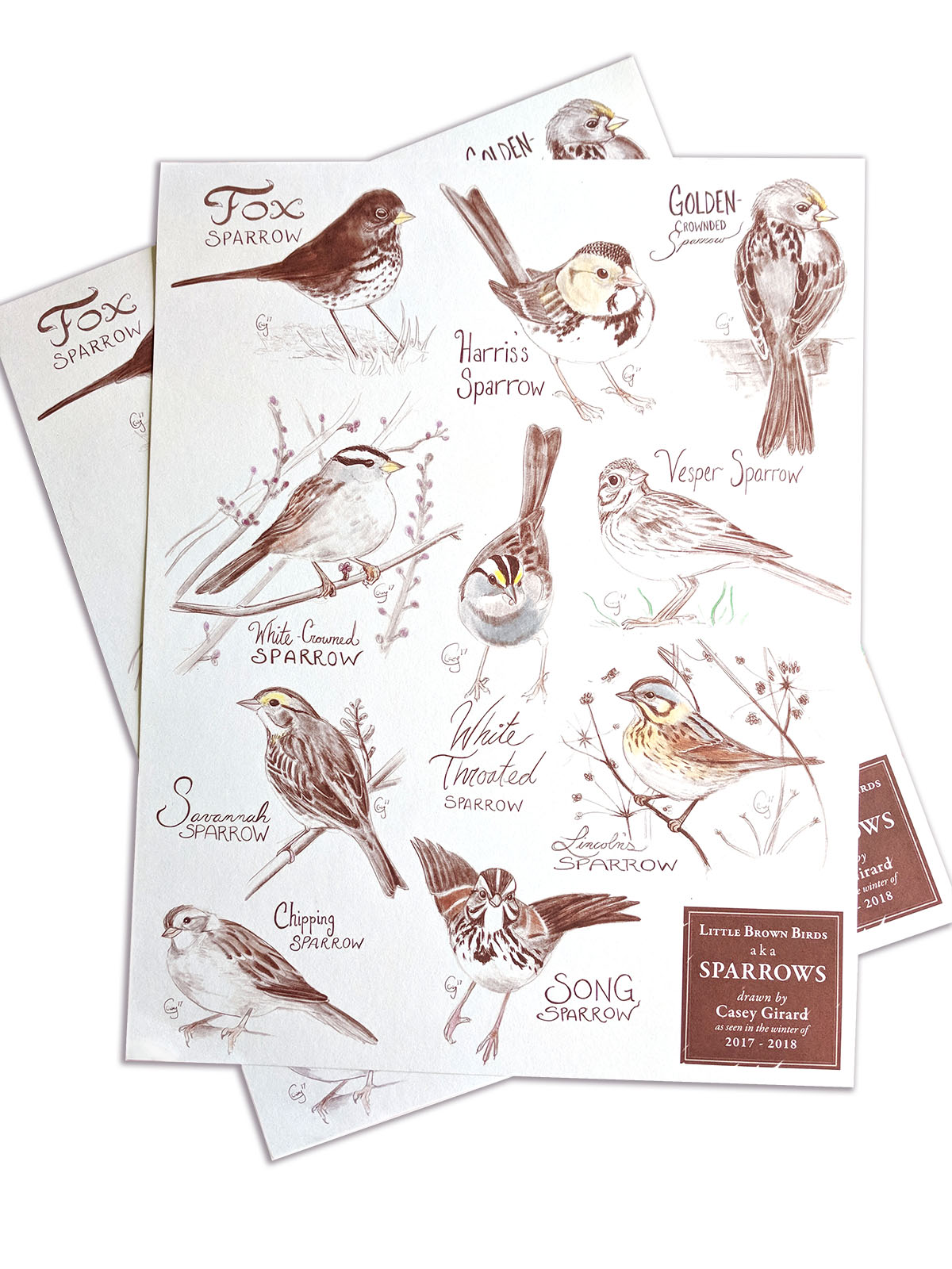 The Bird Project – Casey Girard Illustration