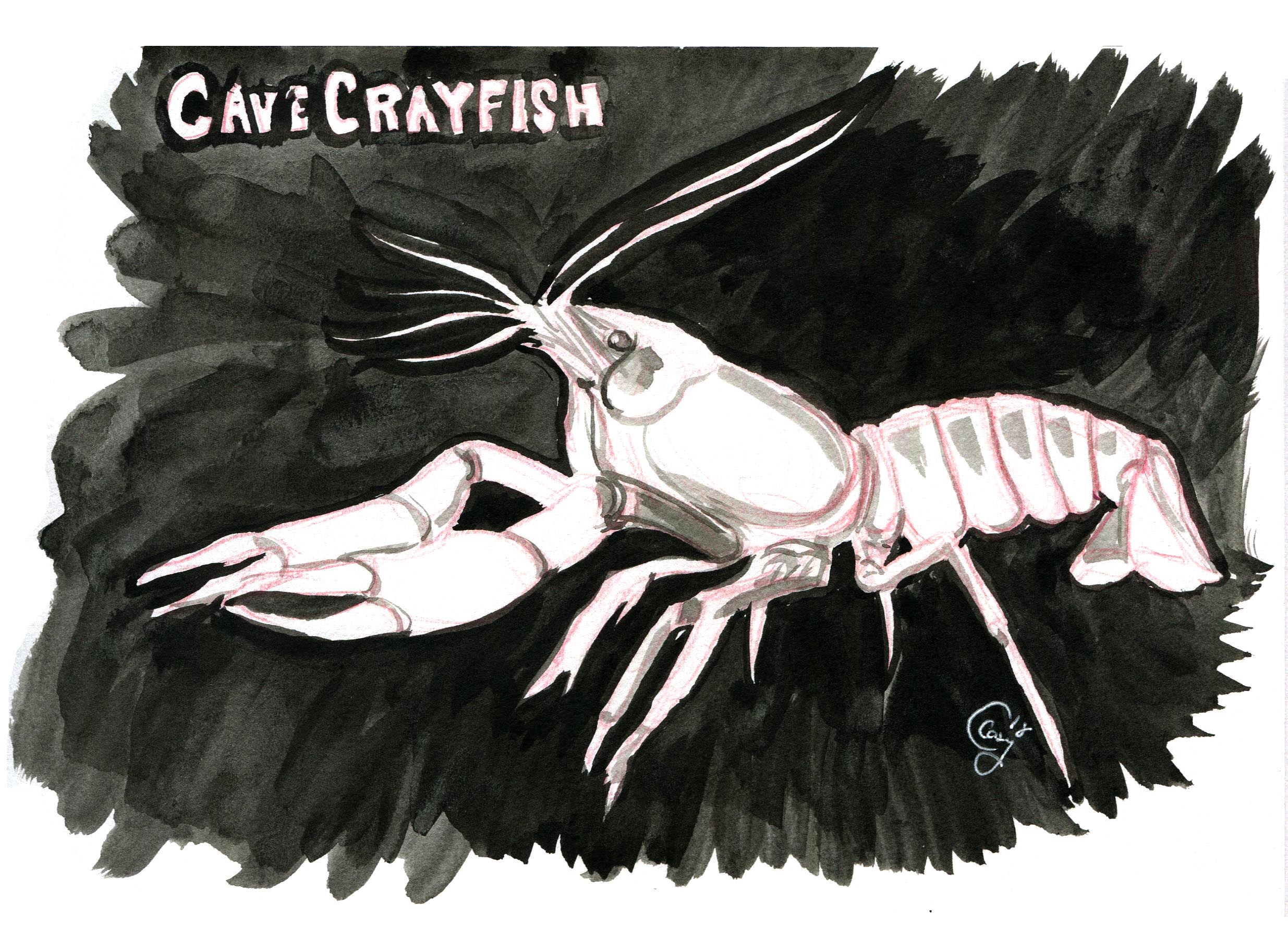 Cave Crayfish – Casey Girard Illustration