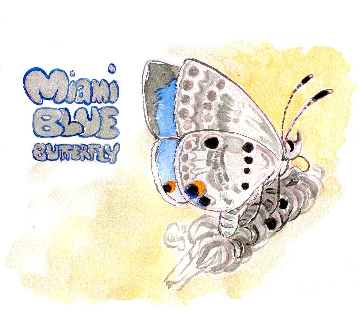 Miami Blue Butterfly – Casey Girard Illustration
