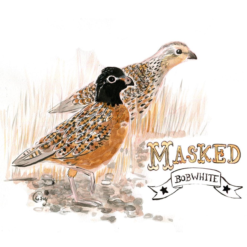 Masked Bobwhite – Casey Girard Illustration