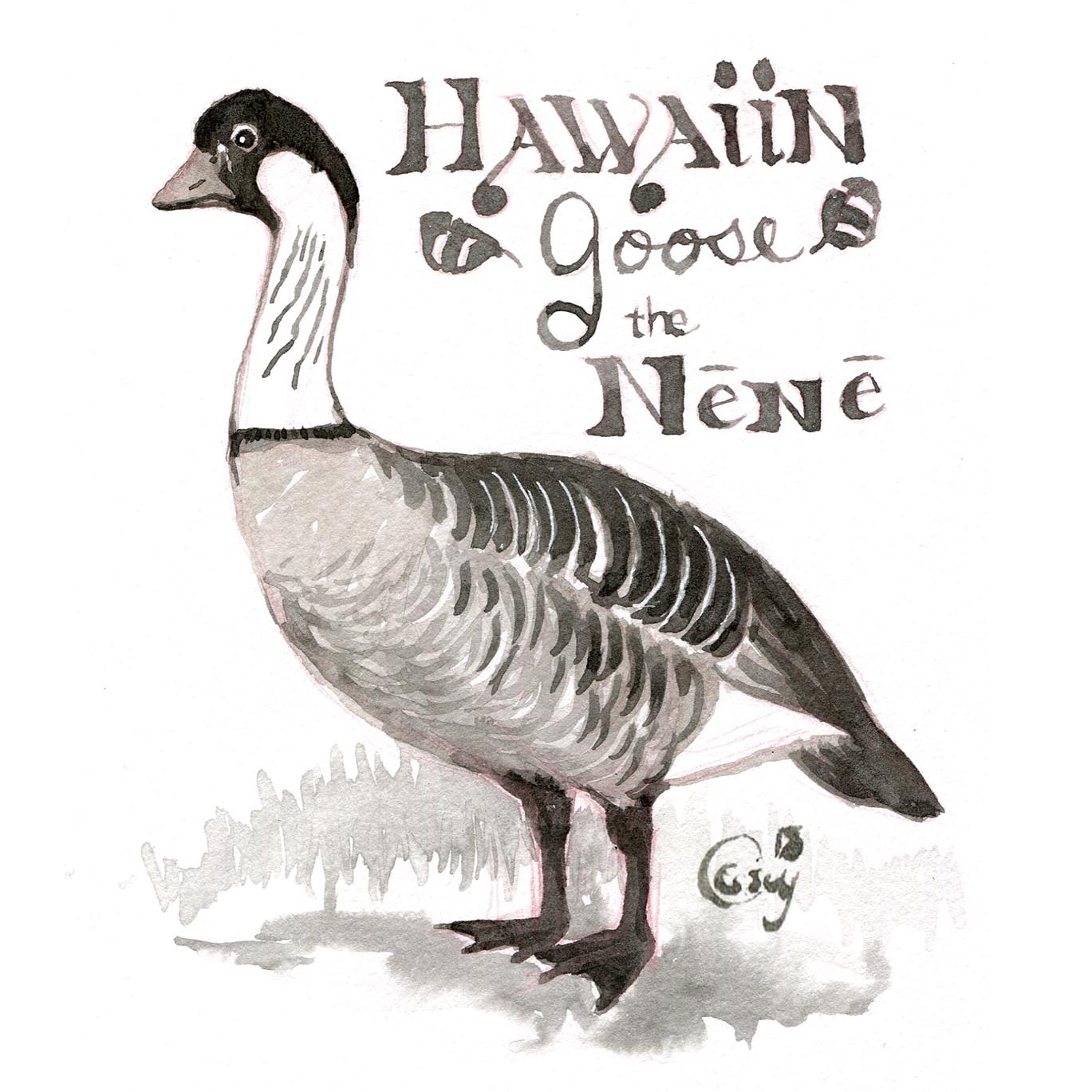 Hawaiian Goose or Nēnē – Casey Girard Illustration